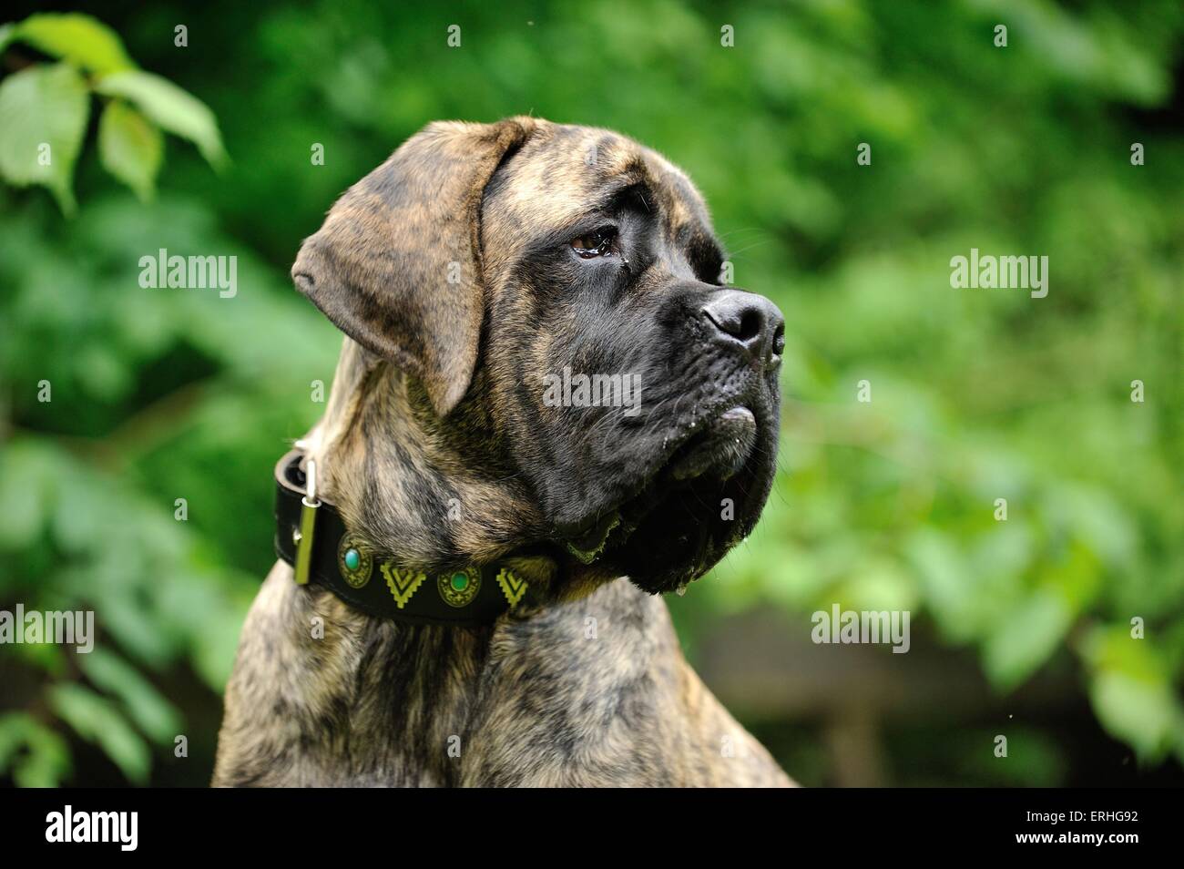 Old English Mastiff Portrait Stock Photo - Alamy