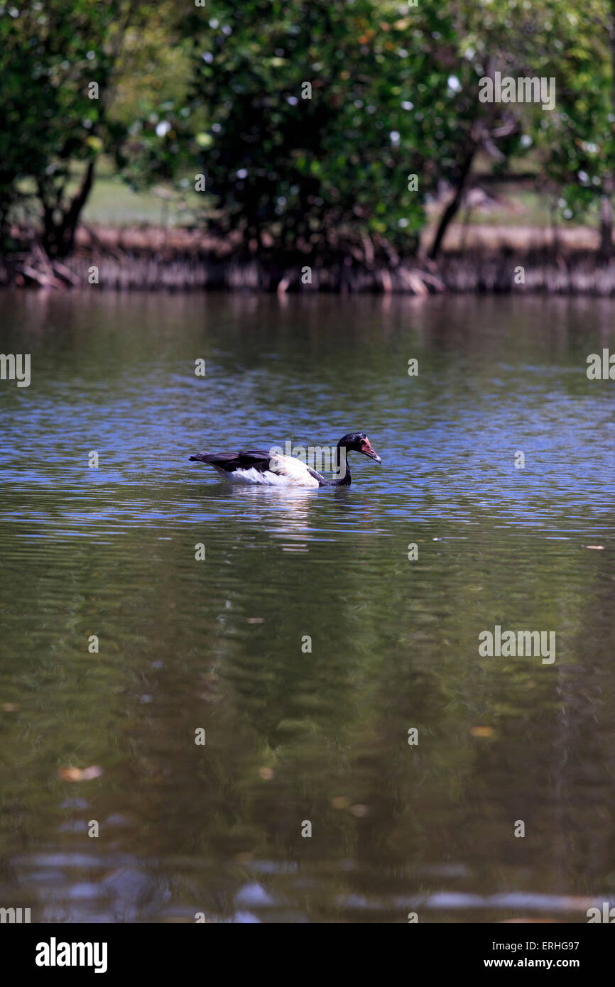 A magpie goose swims through the Salt Lake section of Centenary Lakes ...