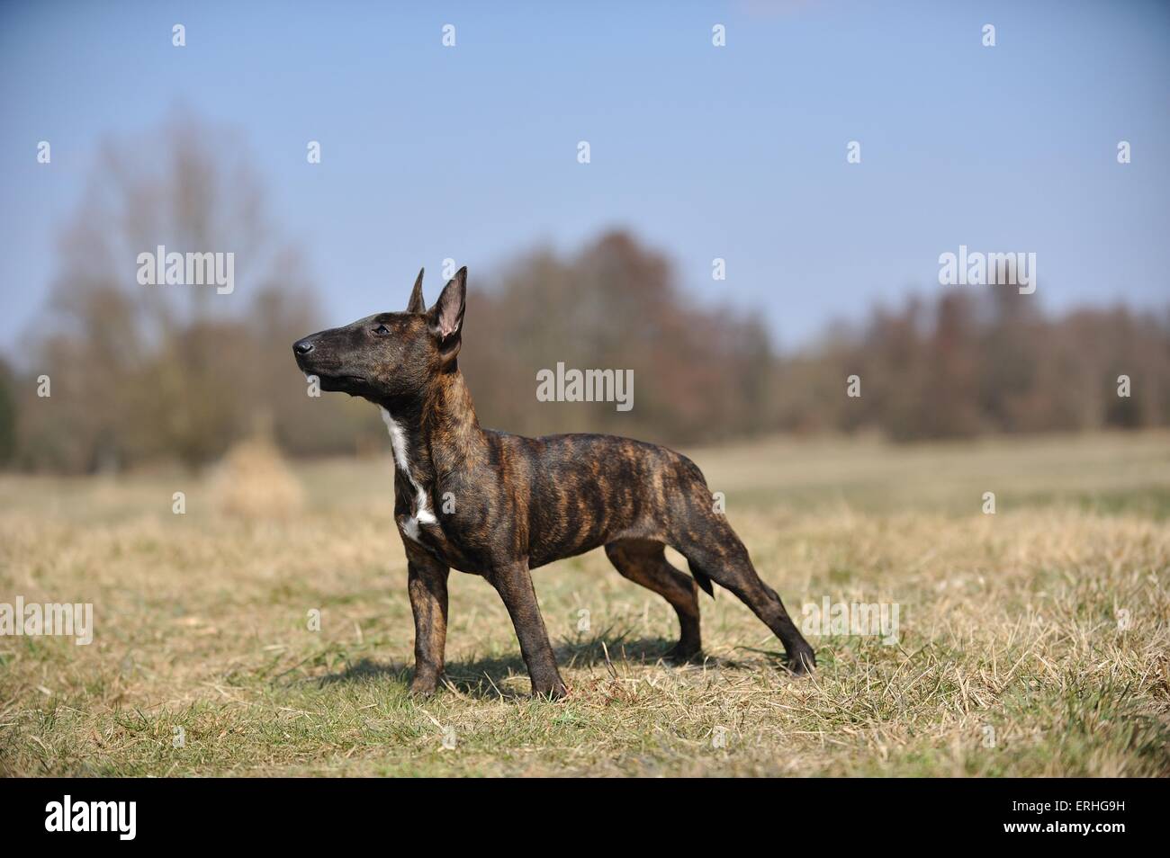 Mini bullterrier hi-res stock photography and images - Alamy