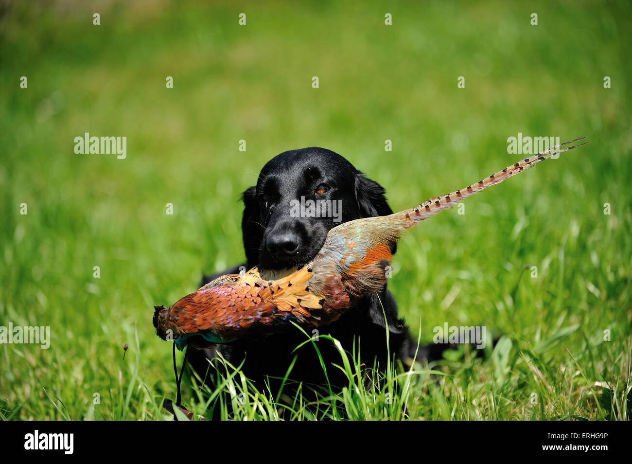 retrieving Flat Coated Retriever Stock Photo - Alamy
