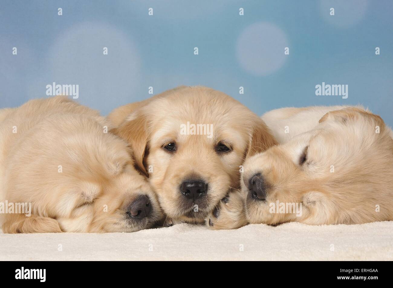 3 golden retrievers hi-res stock photography and images - Alamy