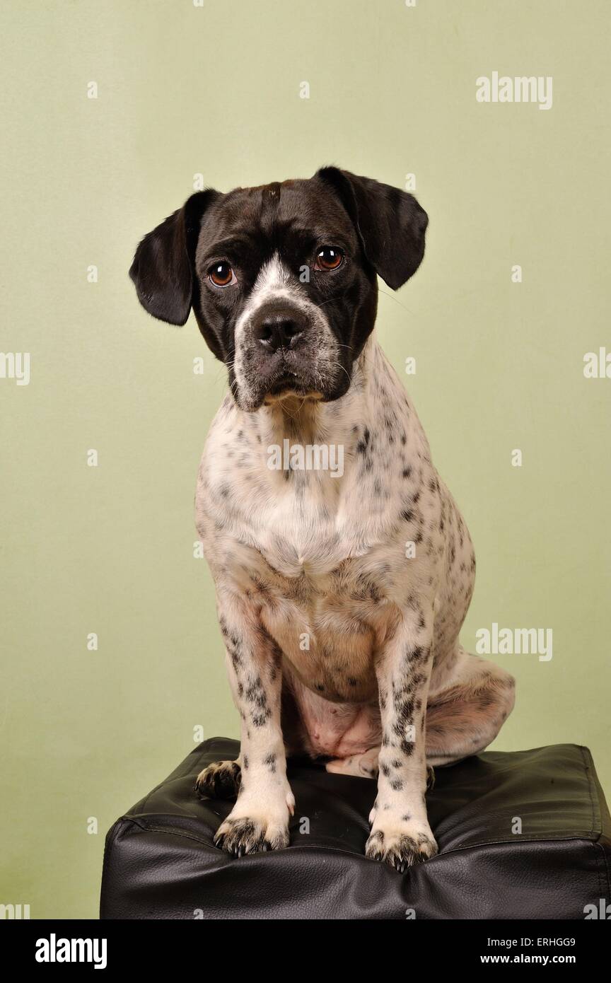 Short haired pointer cross hi-res stock photography and images - Alamy