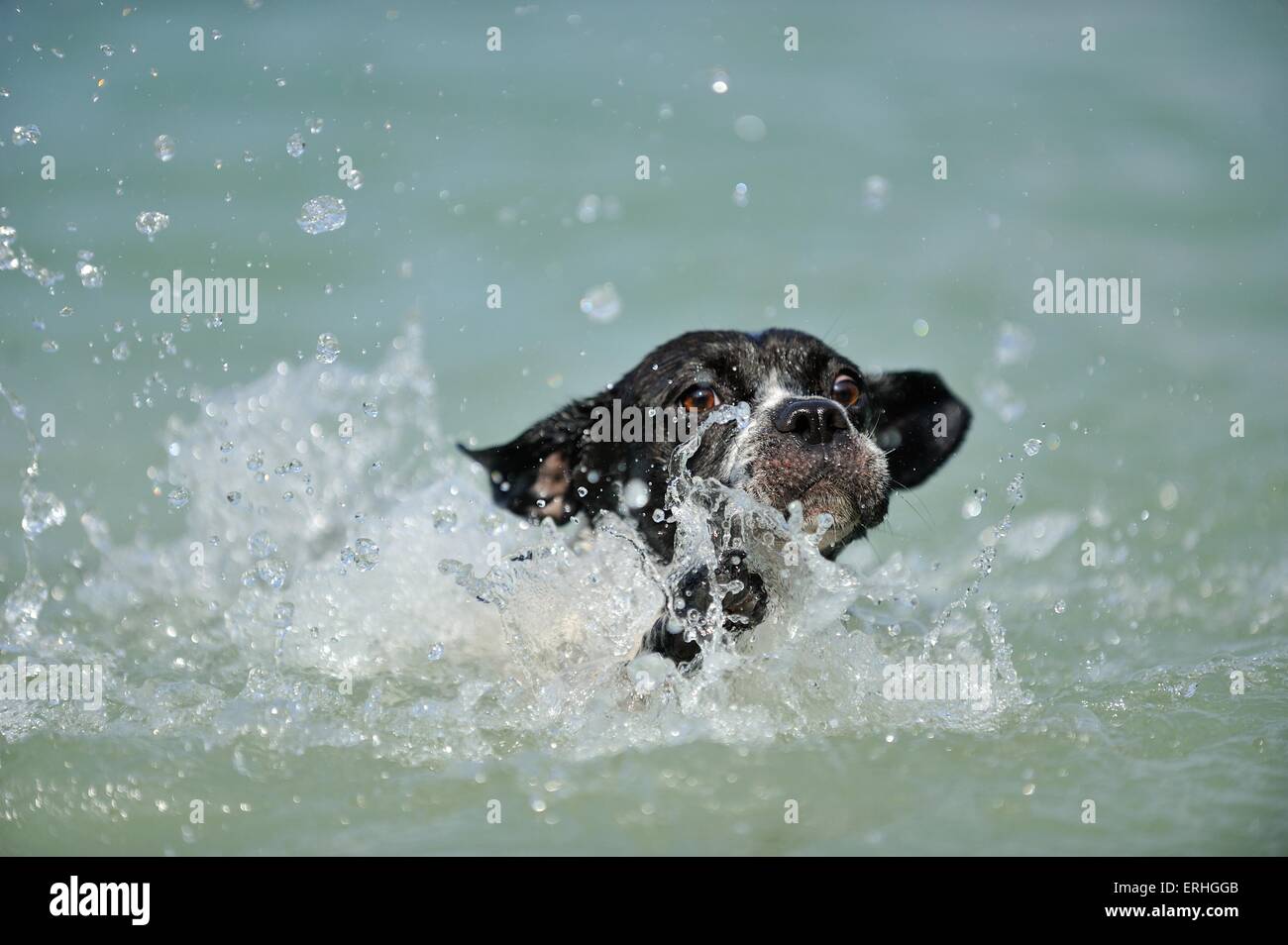 Short haired pointer cross hi-res stock photography and images - Alamy