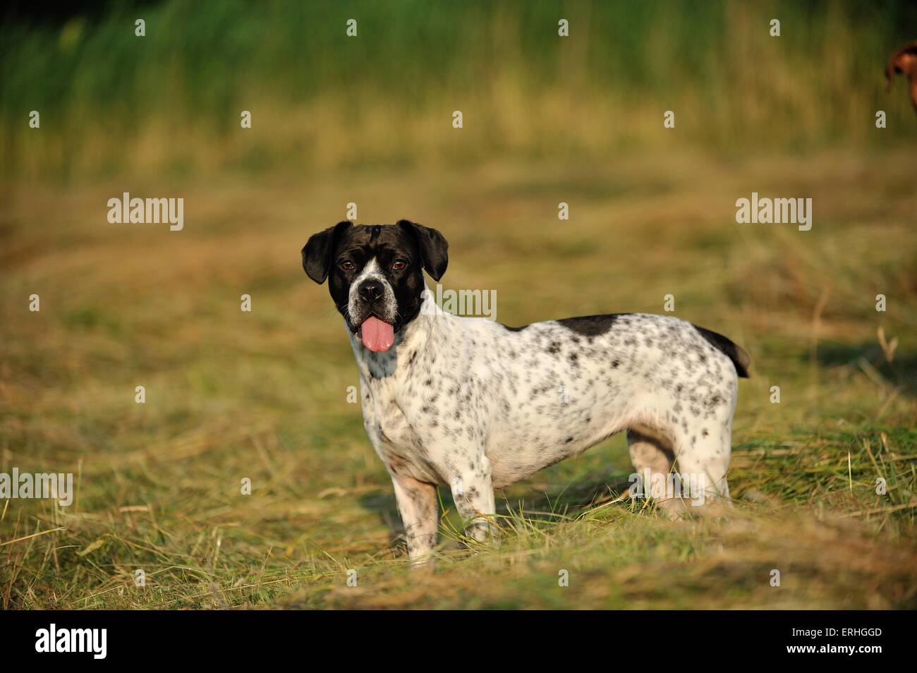 Short haired pointer cross hi-res stock photography and images - Alamy
