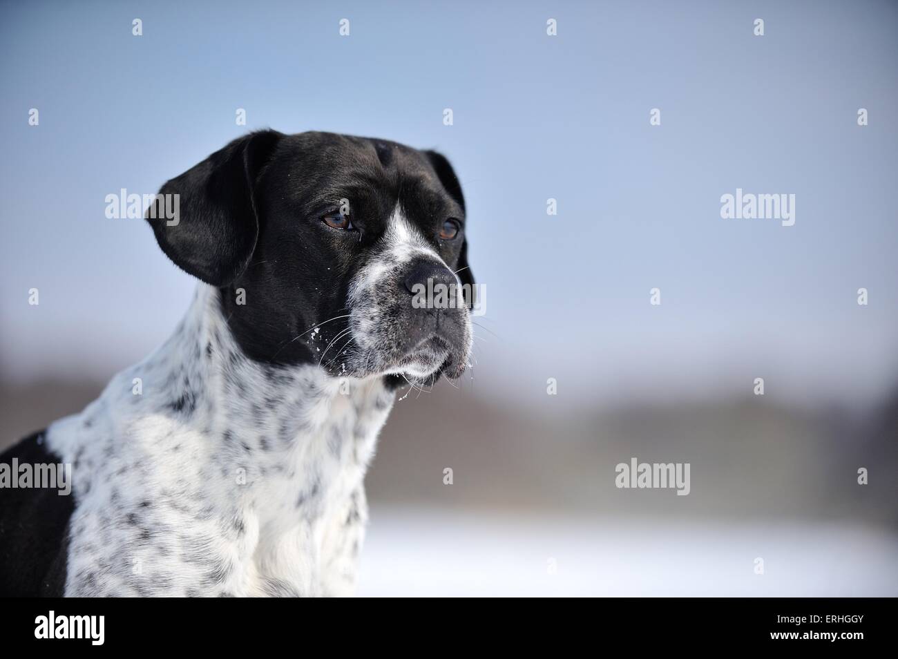 Short haired pointer cross hi-res stock photography and images - Alamy