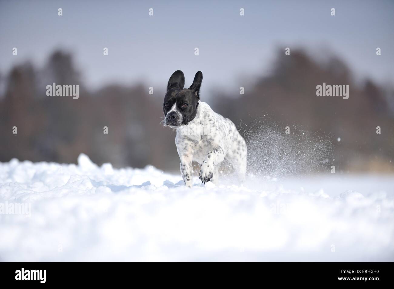 Short haired pointer cross hi-res stock photography and images - Alamy