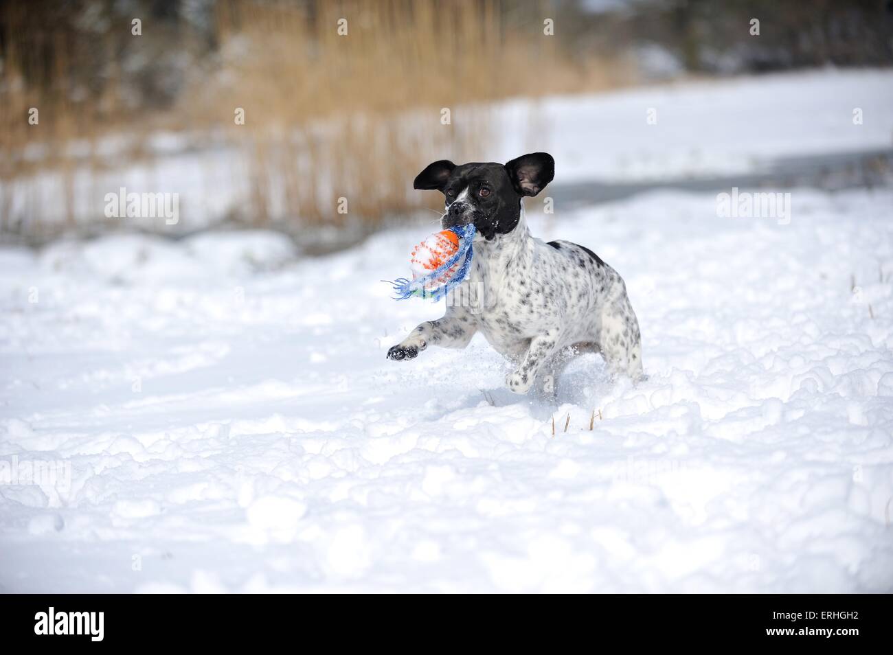 Short haired pointer cross hi-res stock photography and images - Alamy