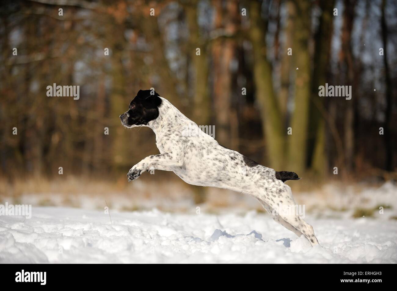 Short haired pointer cross hi-res stock photography and images - Alamy