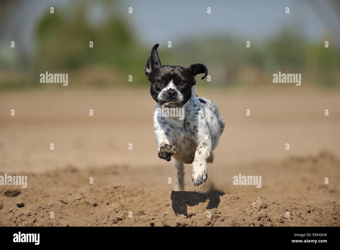 Short haired pointer cross hi-res stock photography and images - Alamy