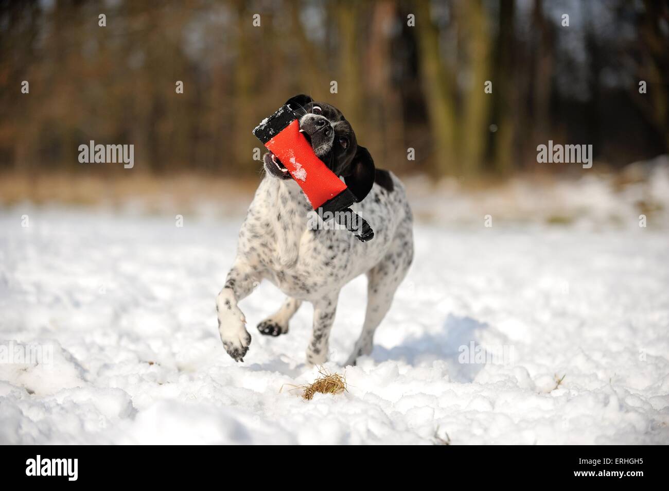 Short haired pointer cross hi-res stock photography and images - Alamy