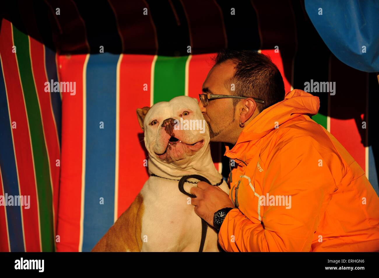 man and American Bulldog Stock Photo - Alamy