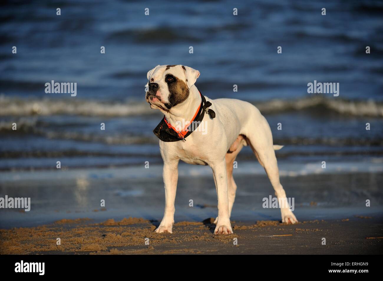 standing American Bulldog Stock Photo - Alamy