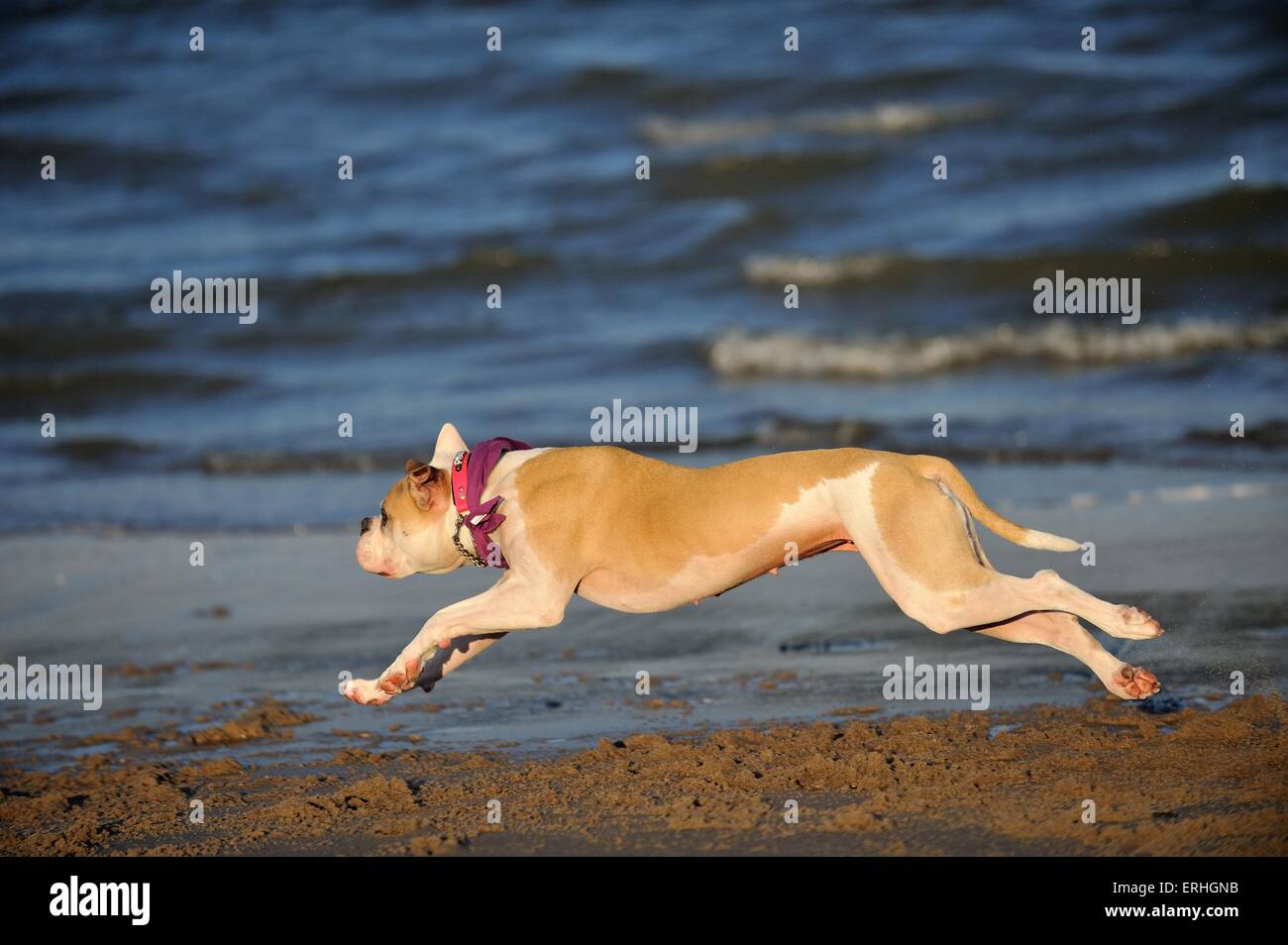 running American Bulldog Stock Photo - Alamy