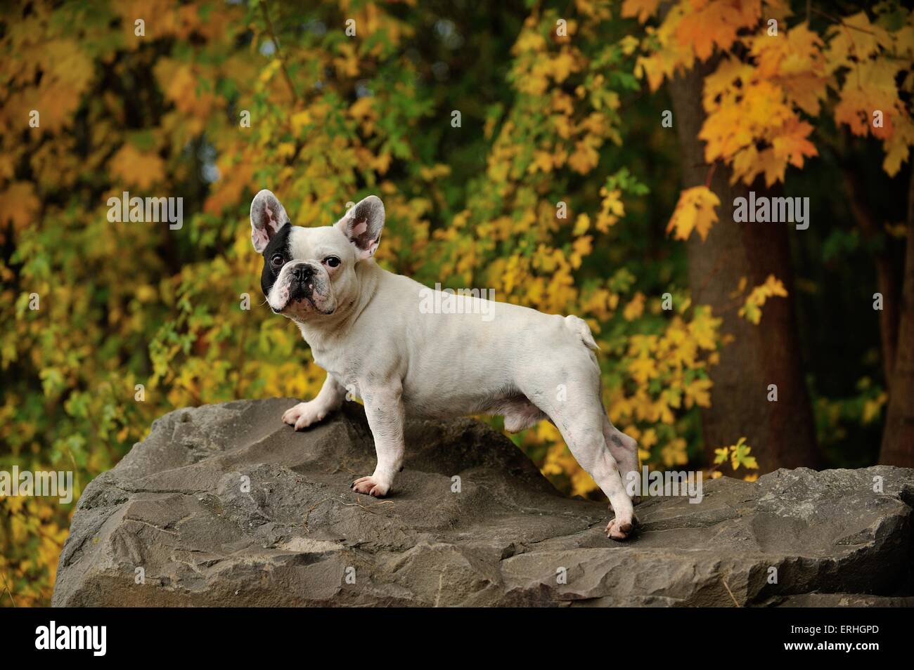 standing French Bulldog Stock Photo - Alamy