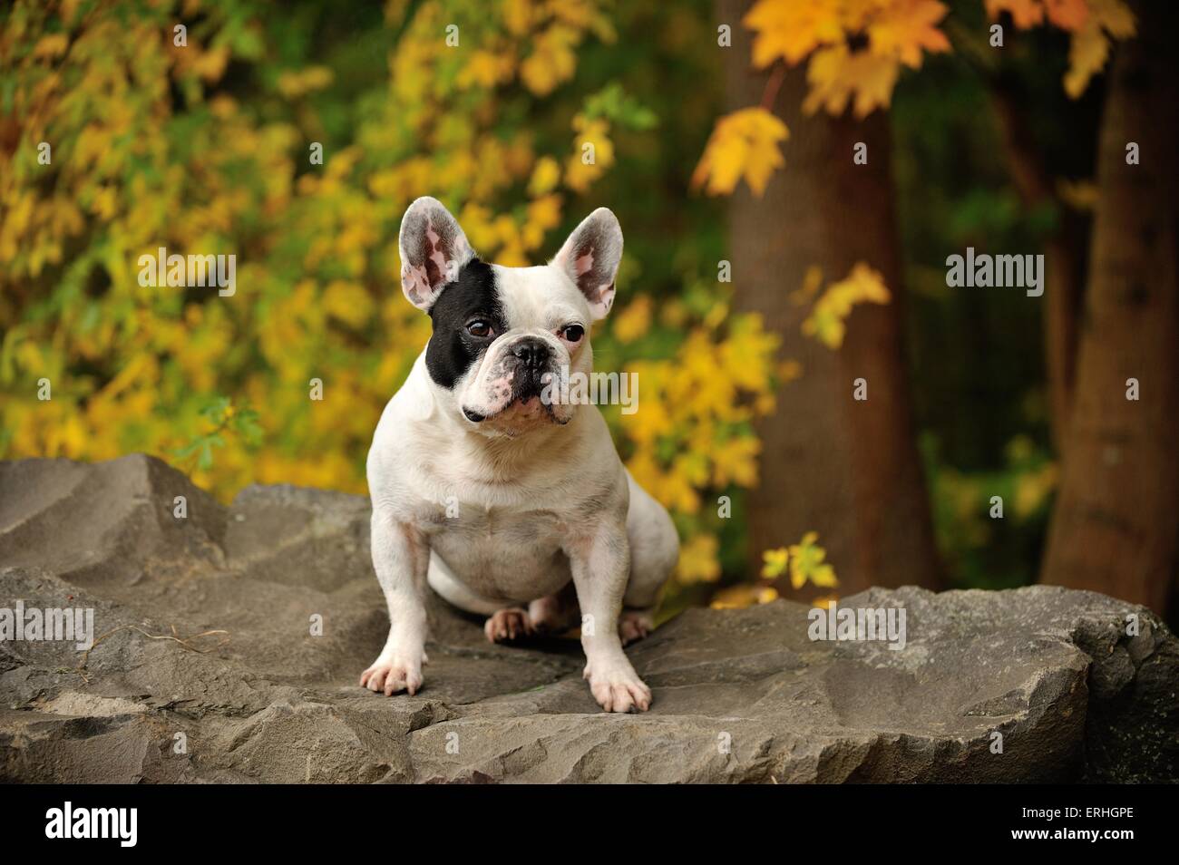 sitting French Bulldog Stock Photo - Alamy
