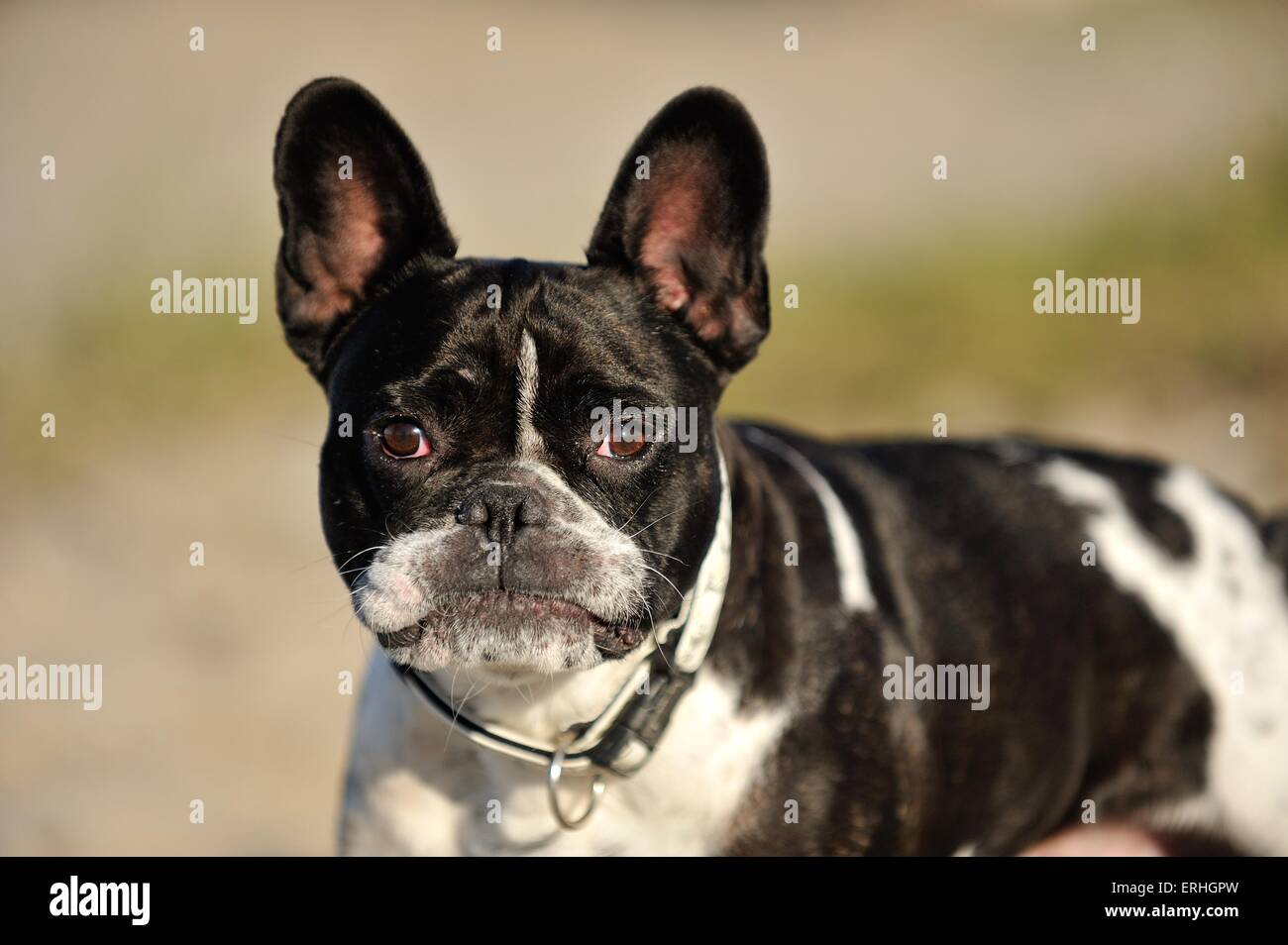 French Bulldog Portrait Stock Photo - Alamy