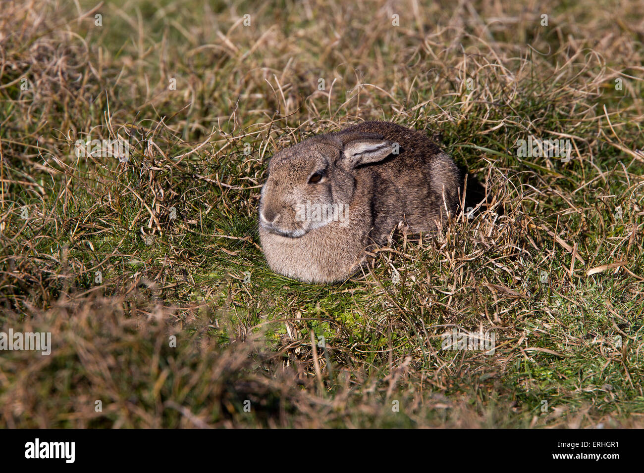 Rabbit, adult resting in the grass, Marazion Marsh RSPB Reserve ...