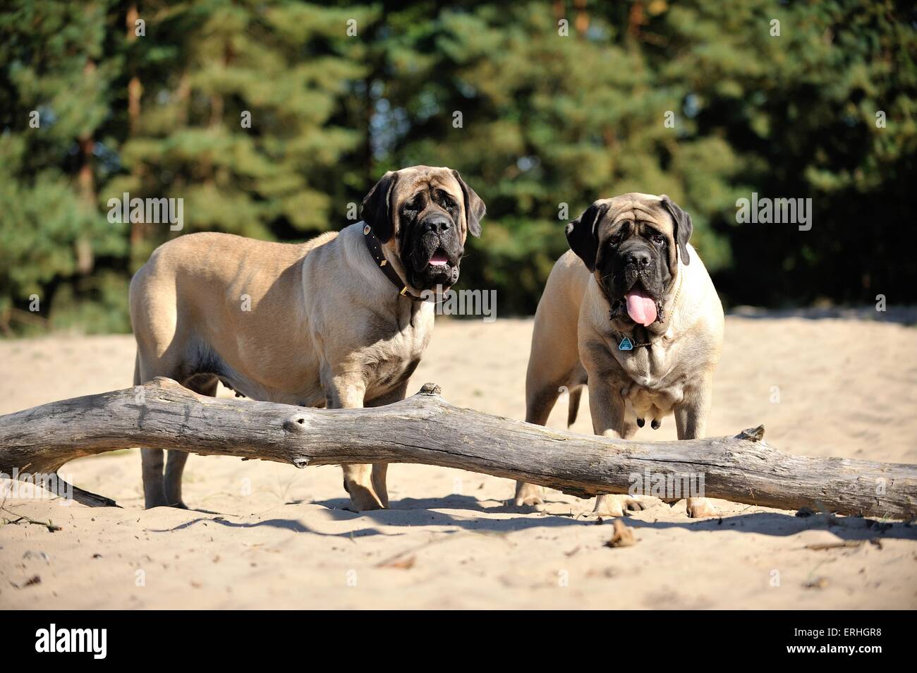 English mastiff side view hi-res stock photography and images - Alamy