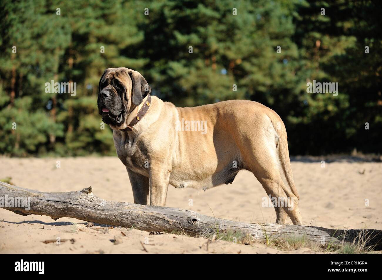standing Old English Mastiff Stock Photo - Alamy