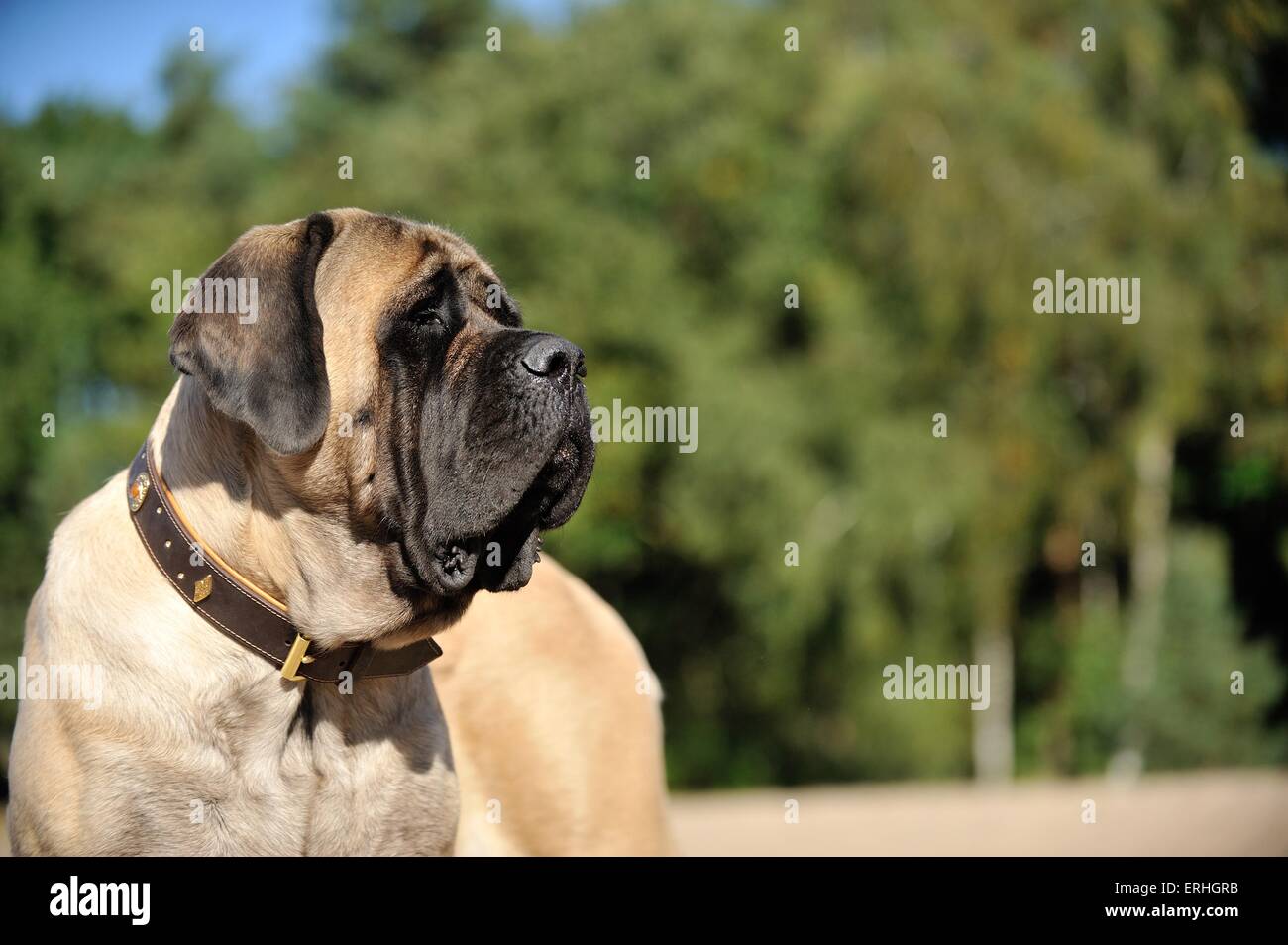 Old English Mastiff Portrait Stock Photo - Alamy