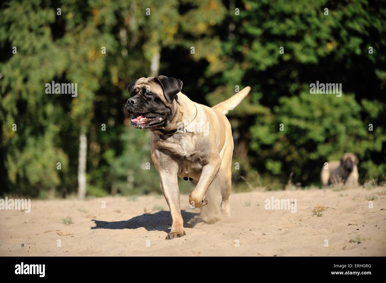 walking Old English Mastiff Stock Photo - Alamy
