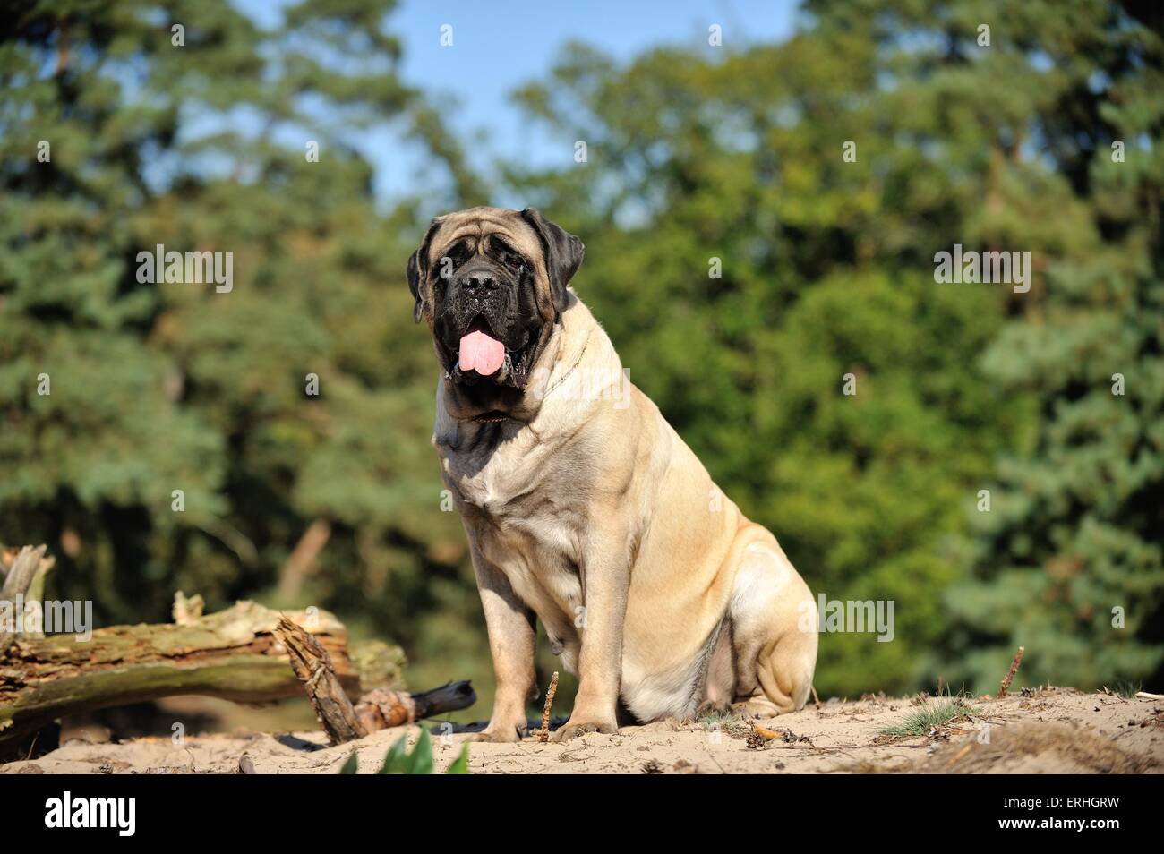 Sitting old english mastiff hi-res stock photography and images - Alamy