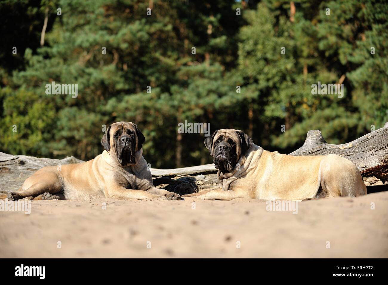 Old English Mastiffs Stock Photo - Alamy