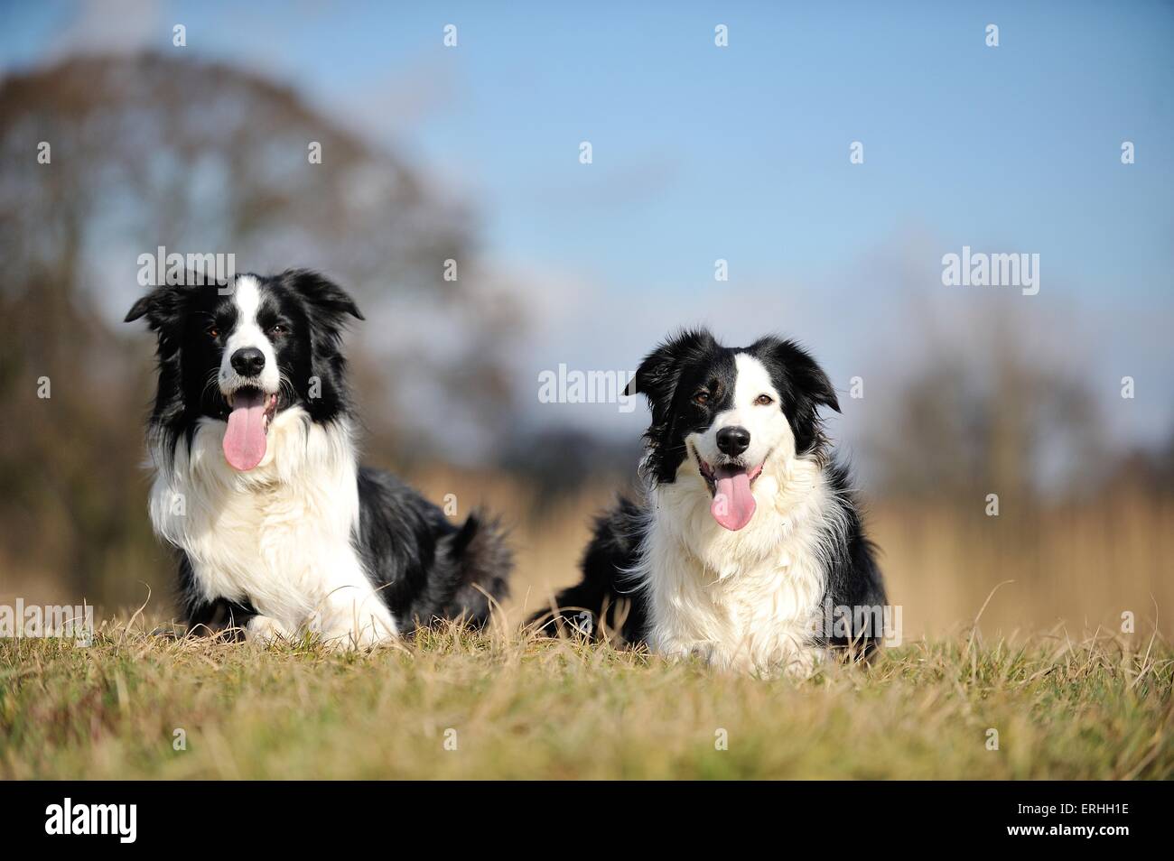 2 Border Collies Stock Photo - Alamy