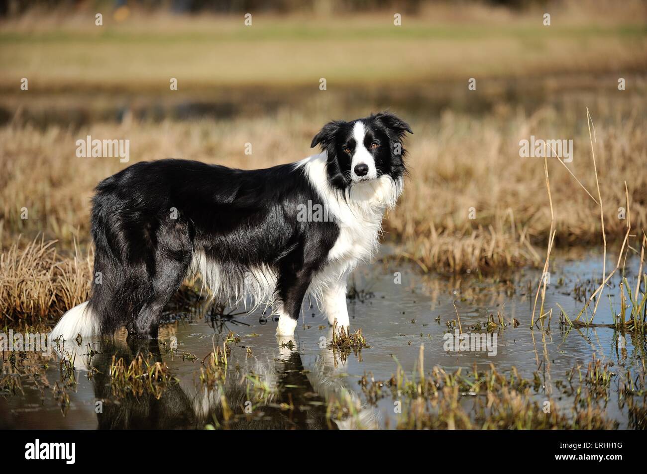 standing Border Collie Stock Photo - Alamy