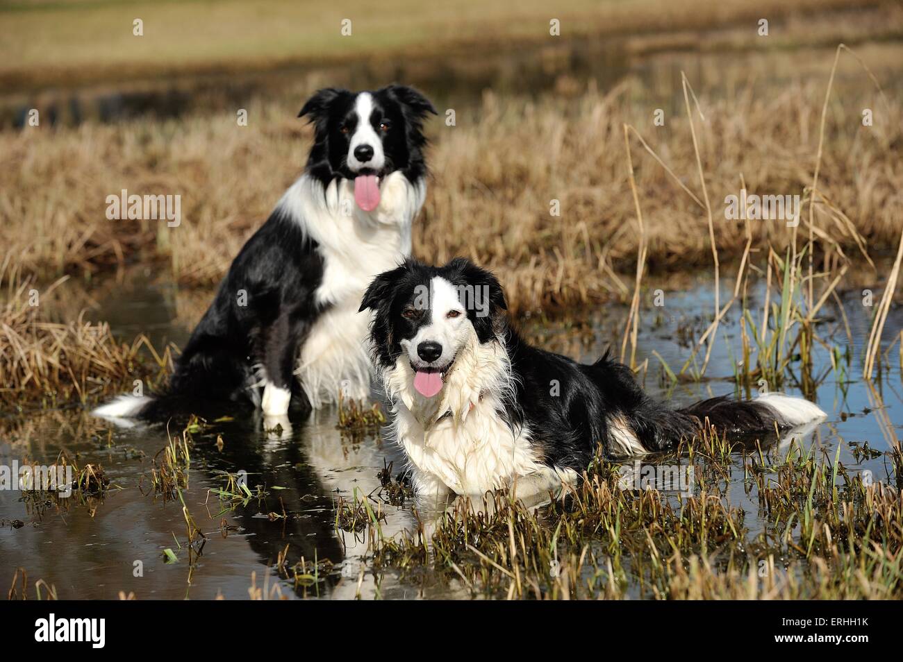 2 Border Collies Stock Photo - Alamy