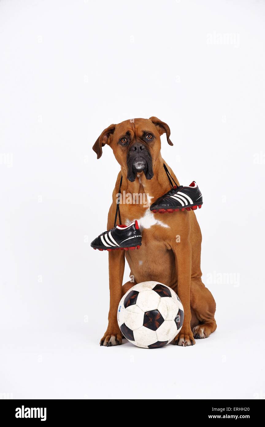 German Boxer as footballer Stock Photo - Alamy