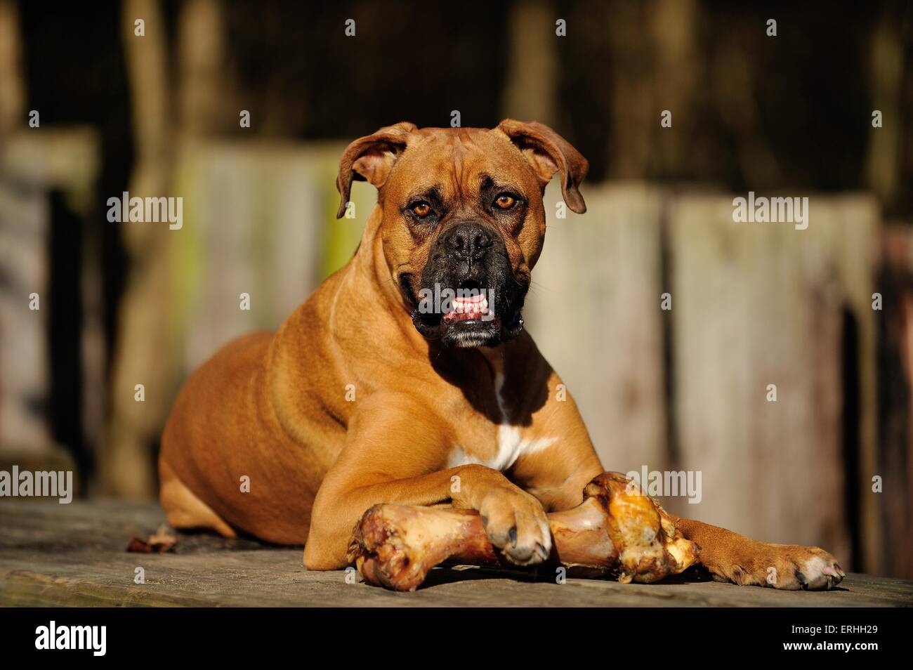 German Boxer with bone Stock Photo - Alamy