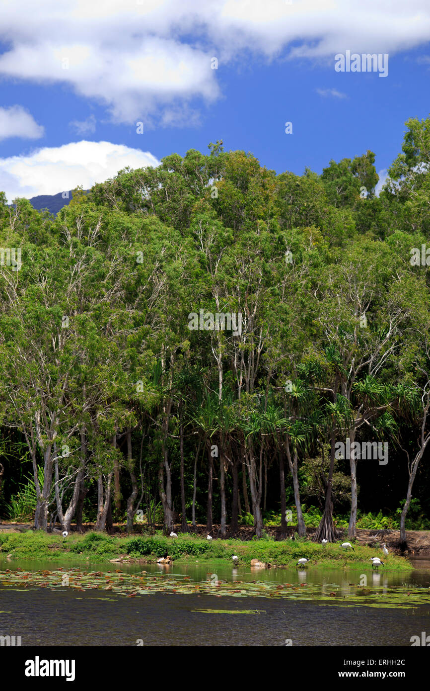 Various water birds forage in the shallows of the Freshwater Lake ...