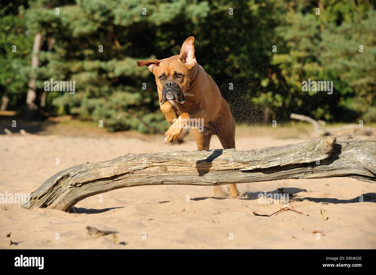 jumping German Boxer Stock Photo - Alamy