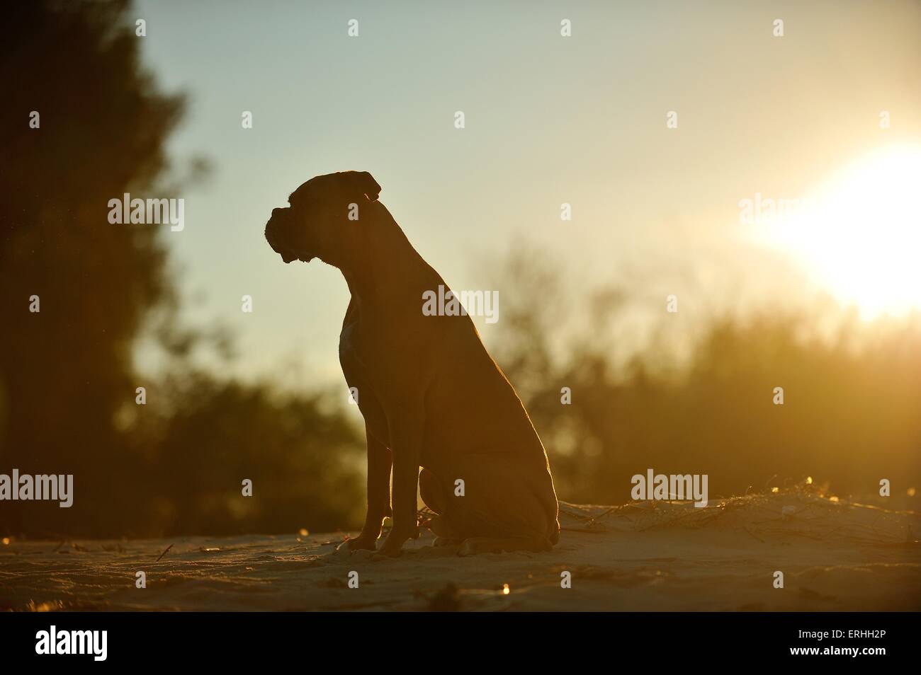 sitting German Boxer Stock Photo - Alamy