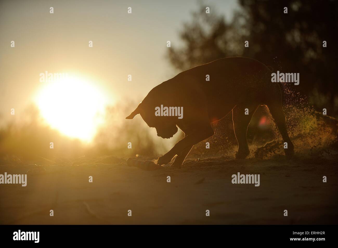 digging German Boxer Stock Photo - Alamy