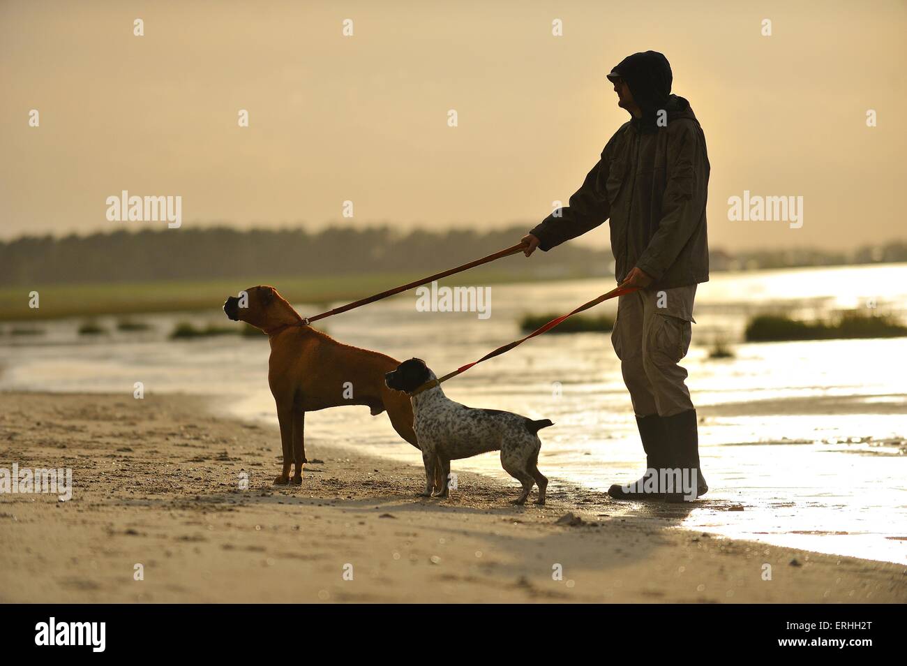 human and 2 dogs Stock Photo - Alamy