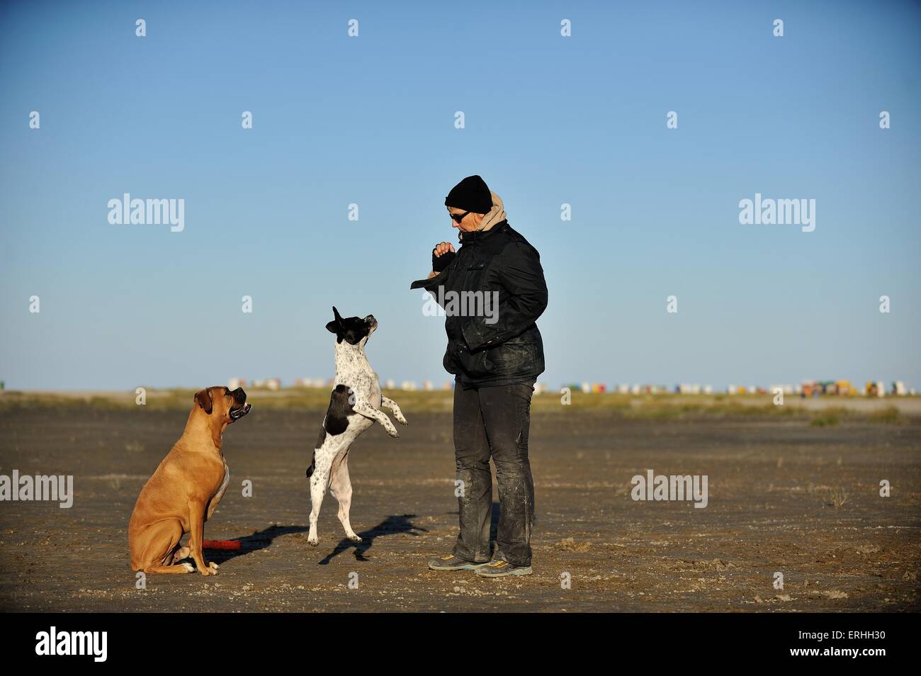 human and 2 dogs Stock Photo - Alamy