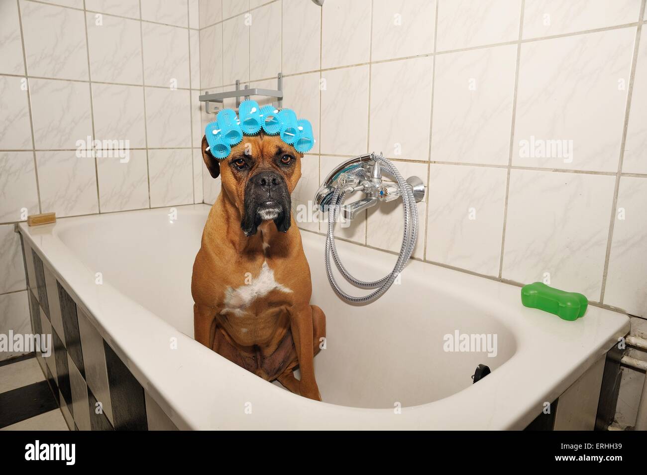 German Boxer in bathtub Stock Photo - Alamy
