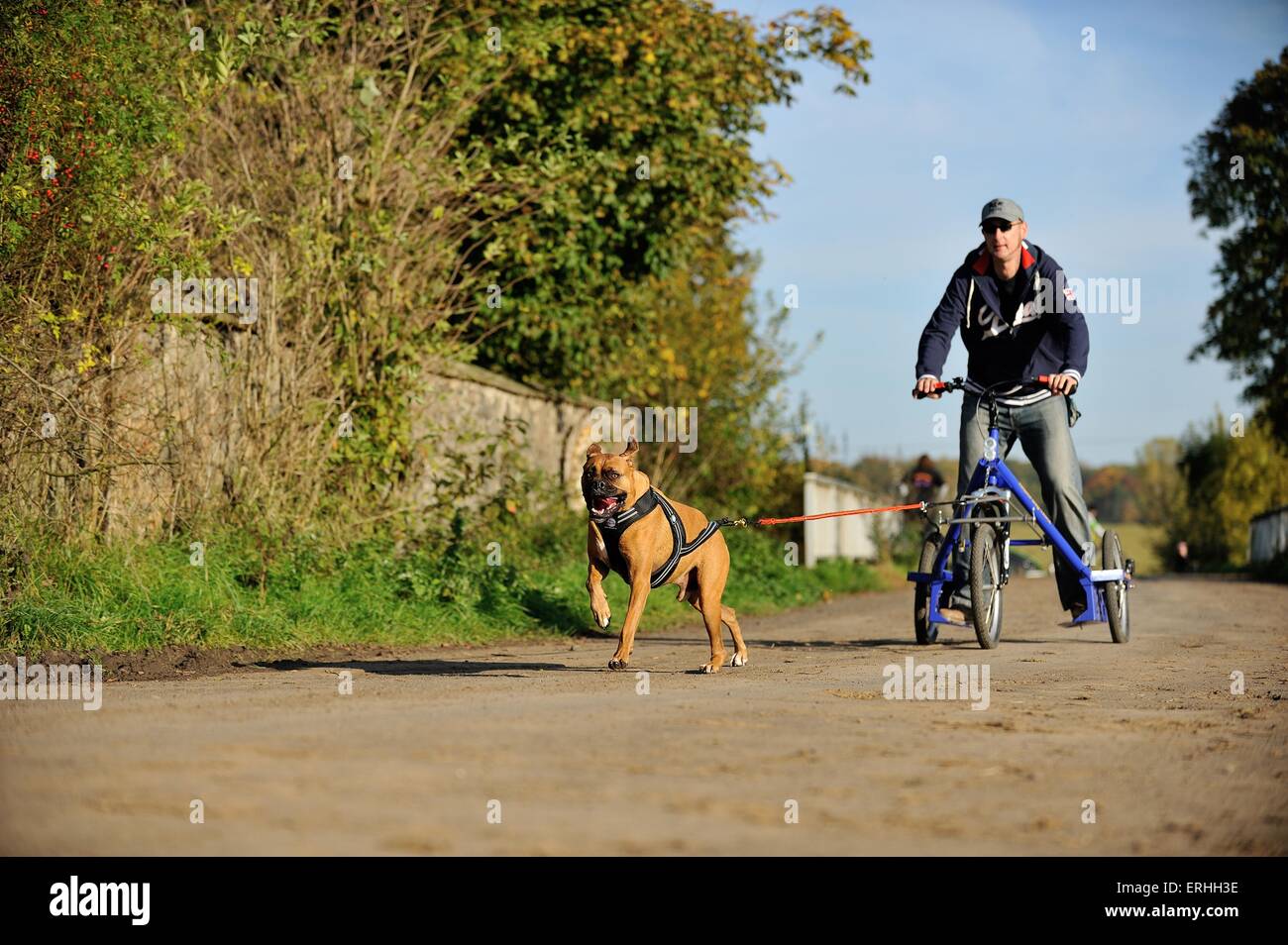 man and German Boxer Stock Photo - Alamy