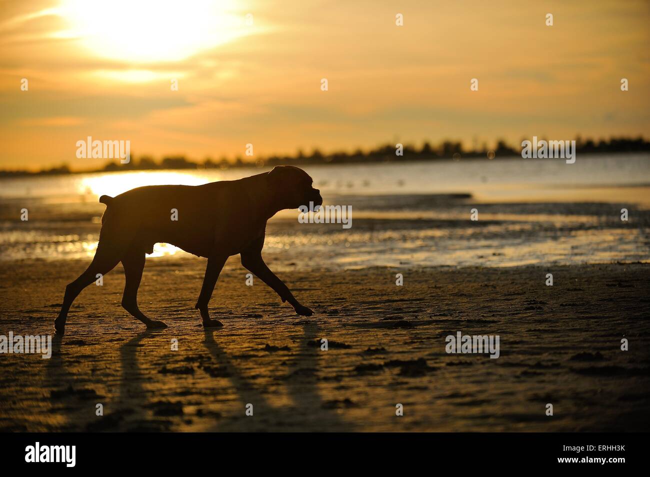 walking German Boxer Stock Photo - Alamy