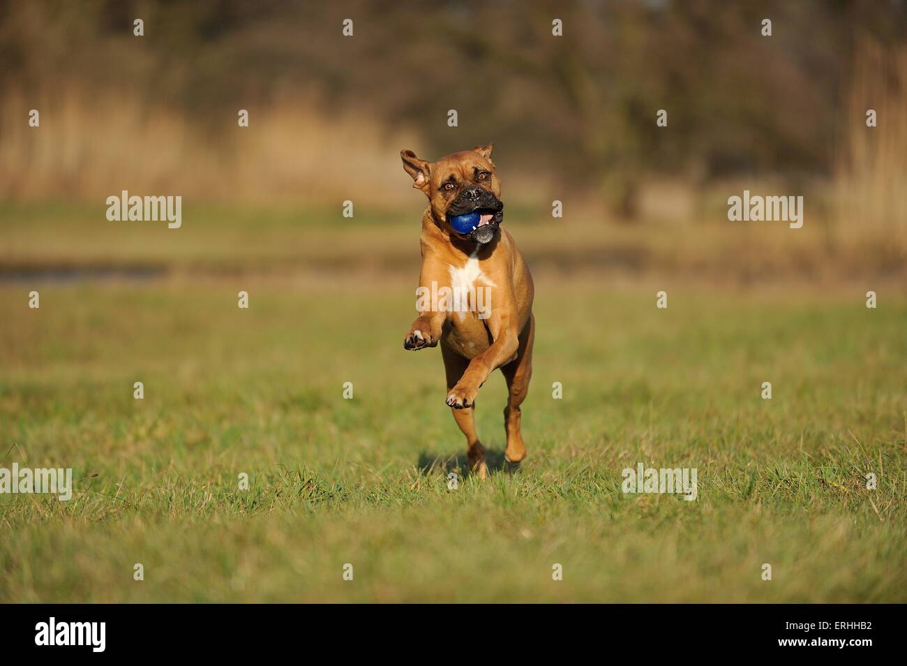 playing German Boxer Stock Photo - Alamy
