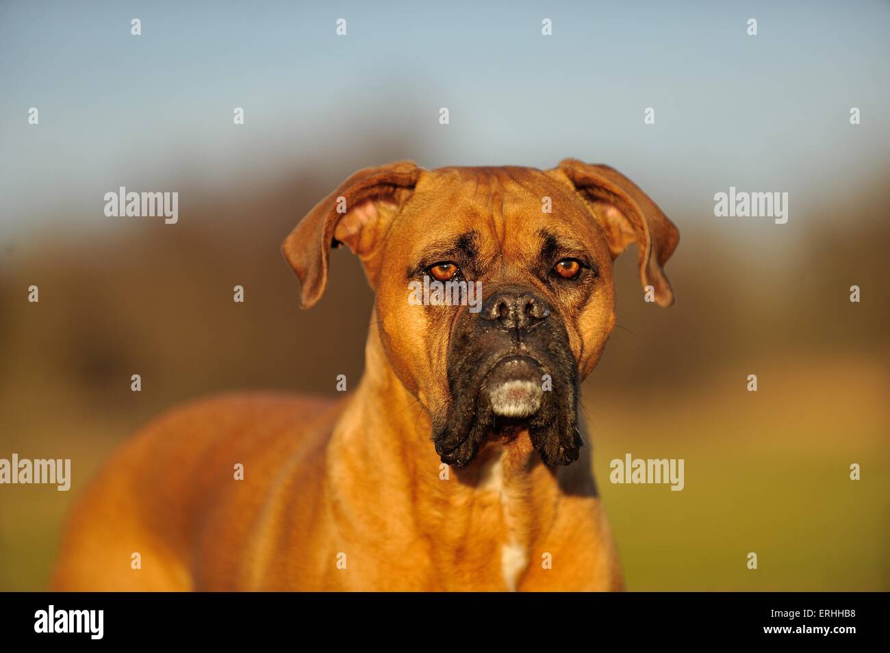 German Boxer Portrait Stock Photo - Alamy