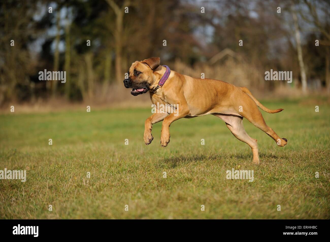 running Cane Corso Stock Photo - Alamy