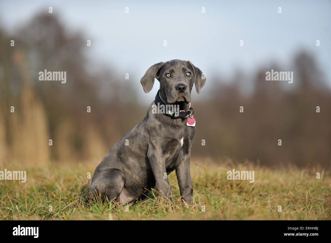 young Cane Corso Stock Photo - Alamy