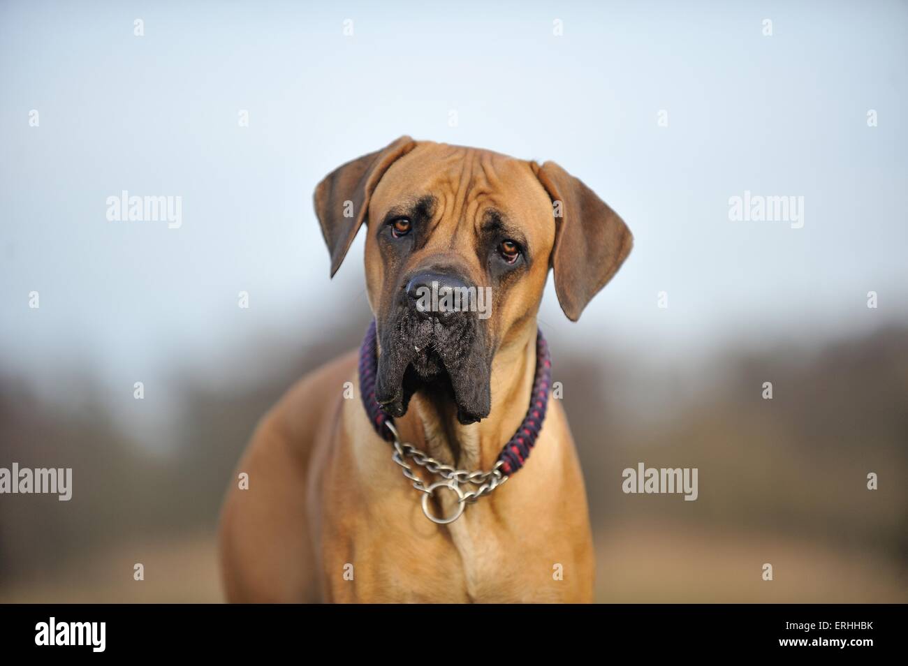Cane Corso Portrait Stock Photo - Alamy