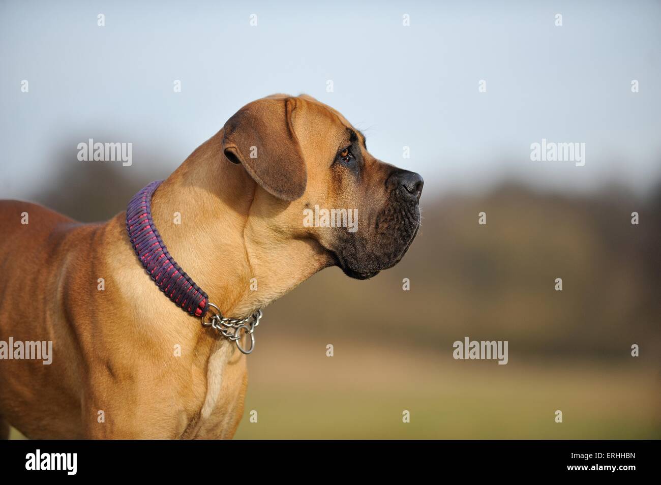 Cane Corso Portrait Stock Photo - Alamy