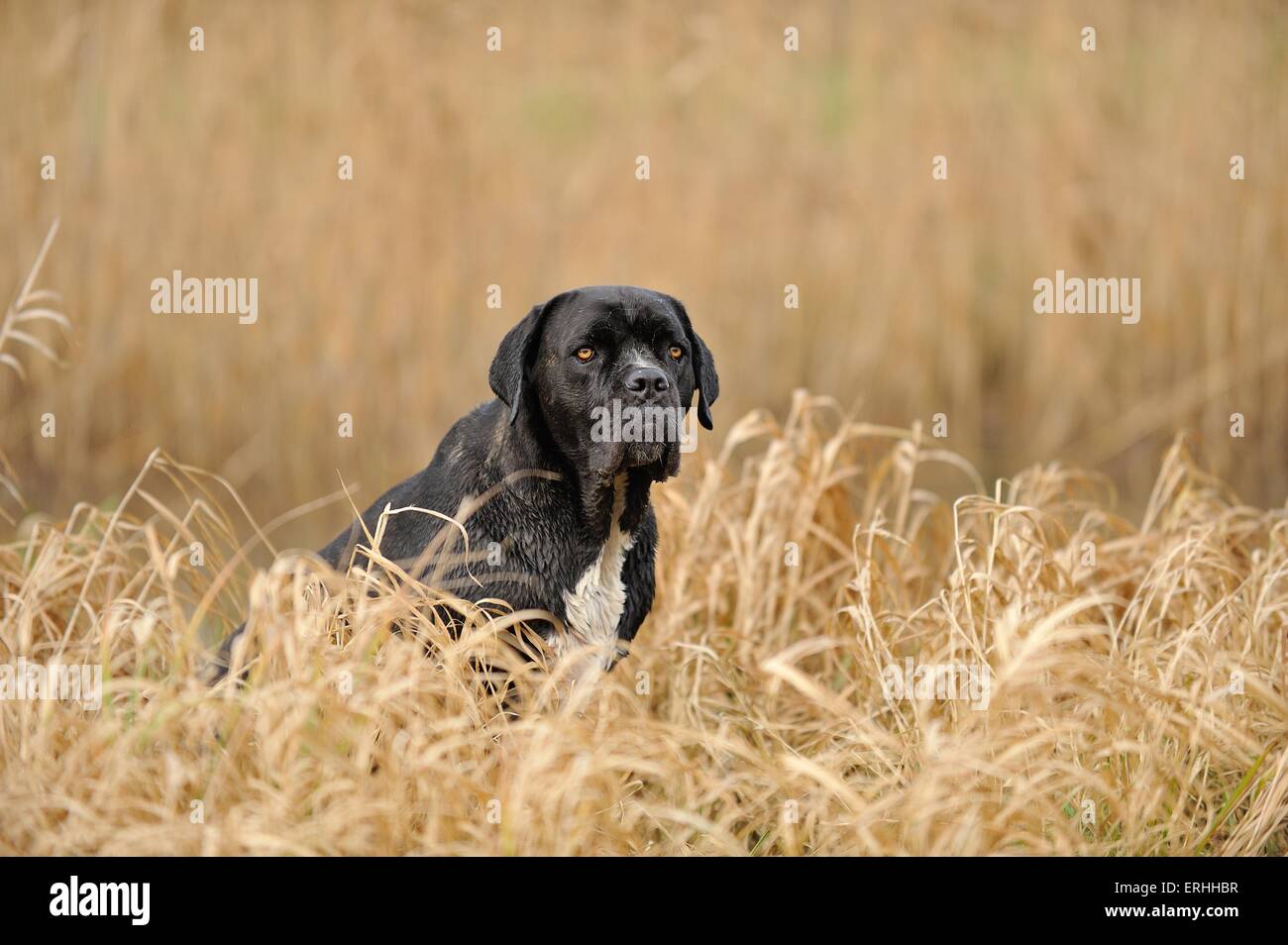 Cane Corso Portrait Stock Photo - Alamy
