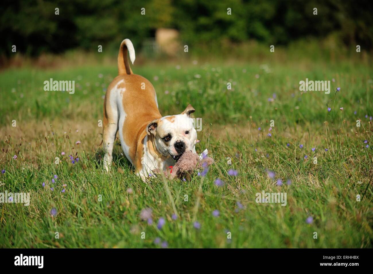 playing Continental Bulldog Stock Photo - Alamy