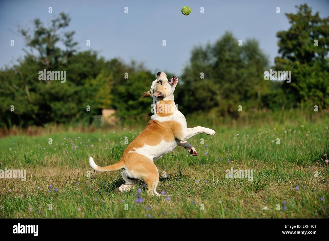 playing Continental Bulldog Stock Photo - Alamy